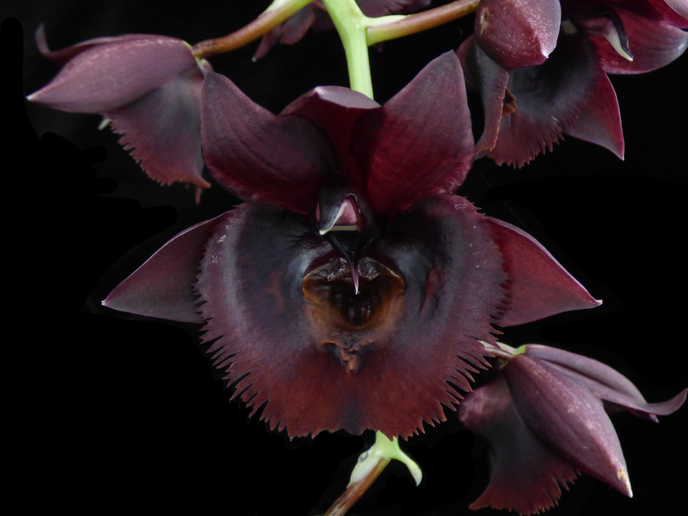 Collections – RustyExotics Orchids
