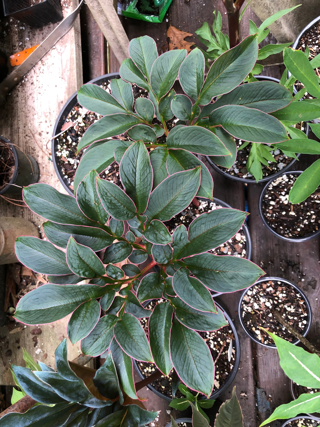 Rustyexotics – RustyExotics Orchids