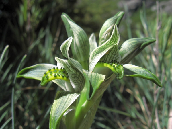 Products – RustyExotics Orchids