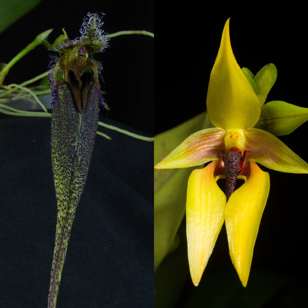 Rustyexotics – RustyExotics Orchids