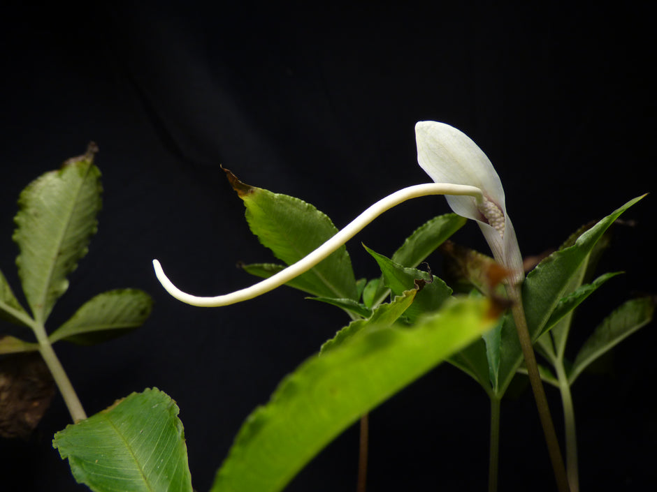 Products – Page 2 – RustyExotics Orchids