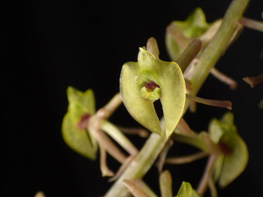 Misc. Orchids – RustyExotics Orchids