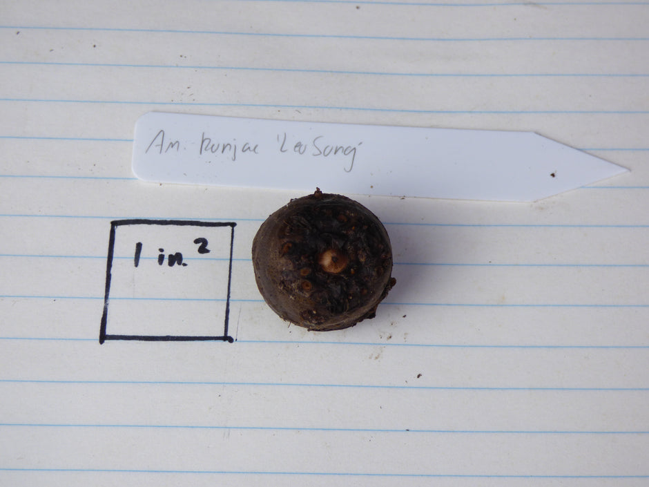 All Products – RustyExotics Orchids