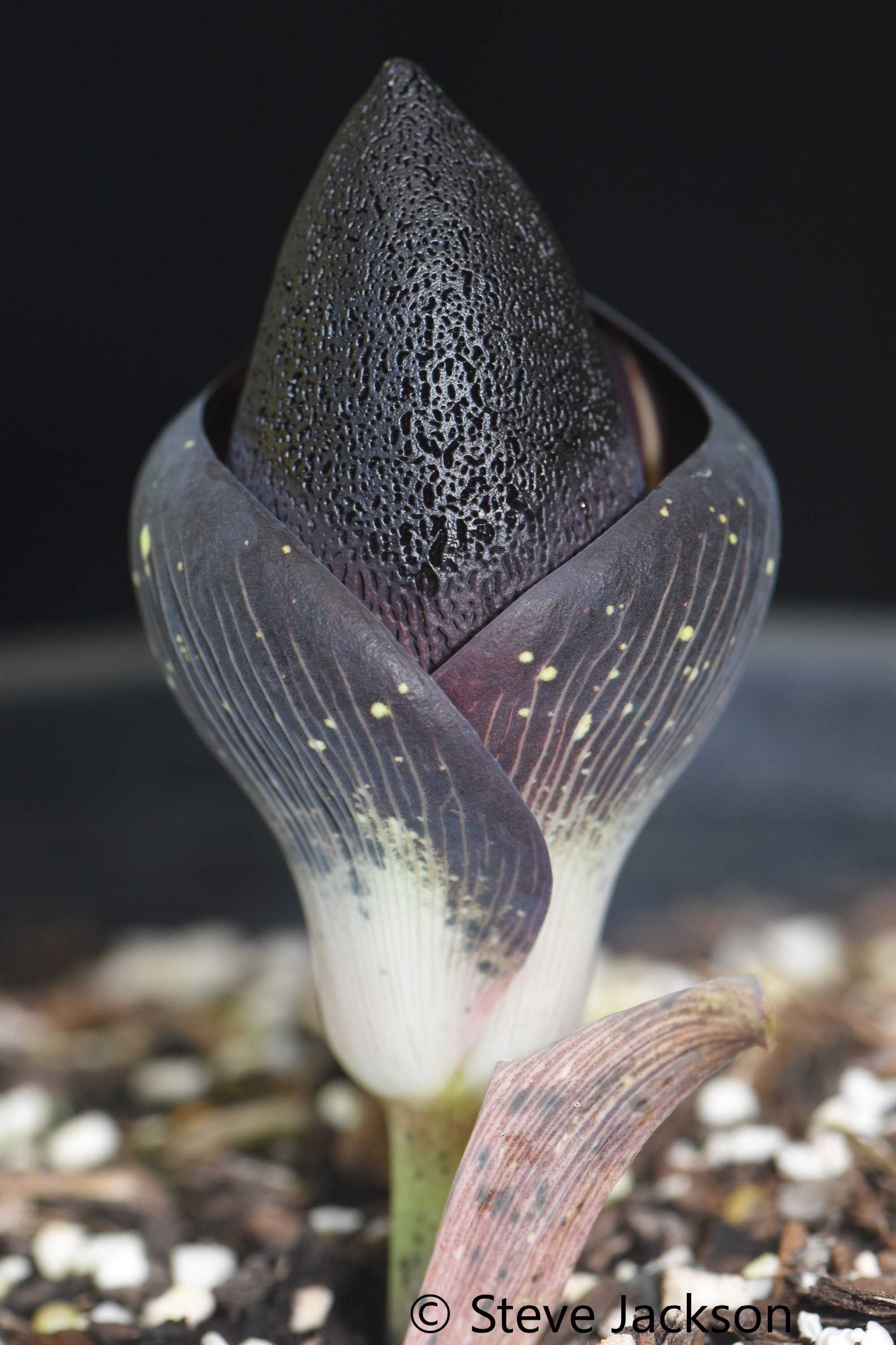 Rustyexotics – RustyExotics Orchids